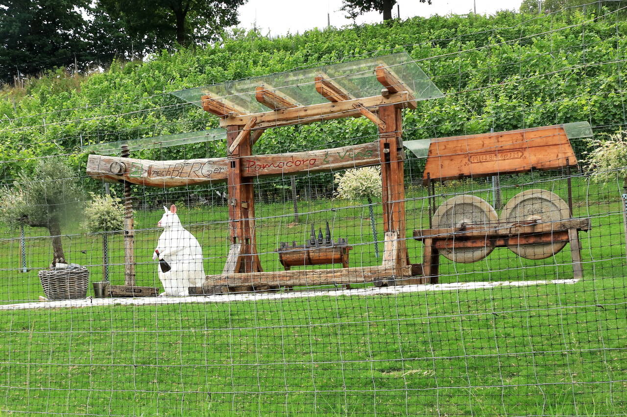 Das Känguru im Weingarten von Dr. Michael Rechberger